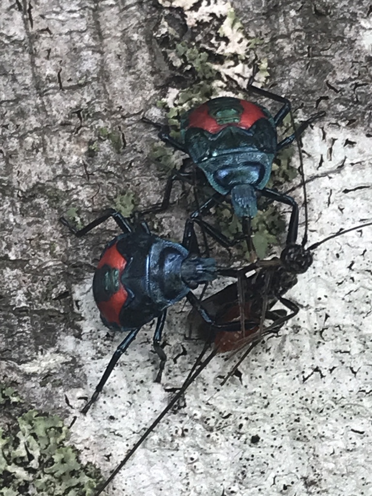 Florida Predatory Stink Bug from Audubon Acres, Chattanooga, TN, US on ...