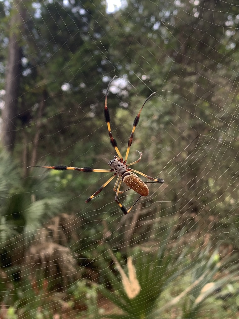 Golden Silk Spider from Bay Tree Trail, Bald Head Island, NC, US on ...