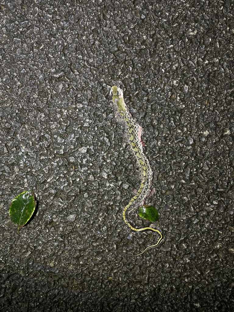 Yunnan Beauty Snake from 西山公路, 昆明市, 云南省, CN on August 25, 2022 at 09:24 ...