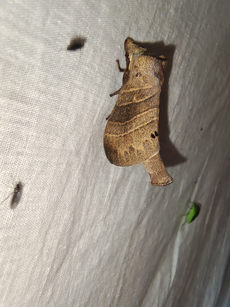Lappet Moths from Kodagu, IN-KA, IN on August 23, 2022 at 03:15 AM by ...
