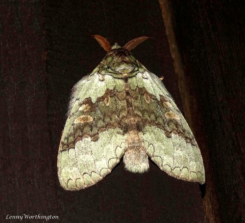 Subspecies Netria multispinae multispinae · iNaturalist