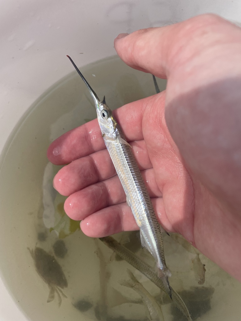 American Halfbeak from Breakwater Harbor, Lewes, DE, US on August 25 ...