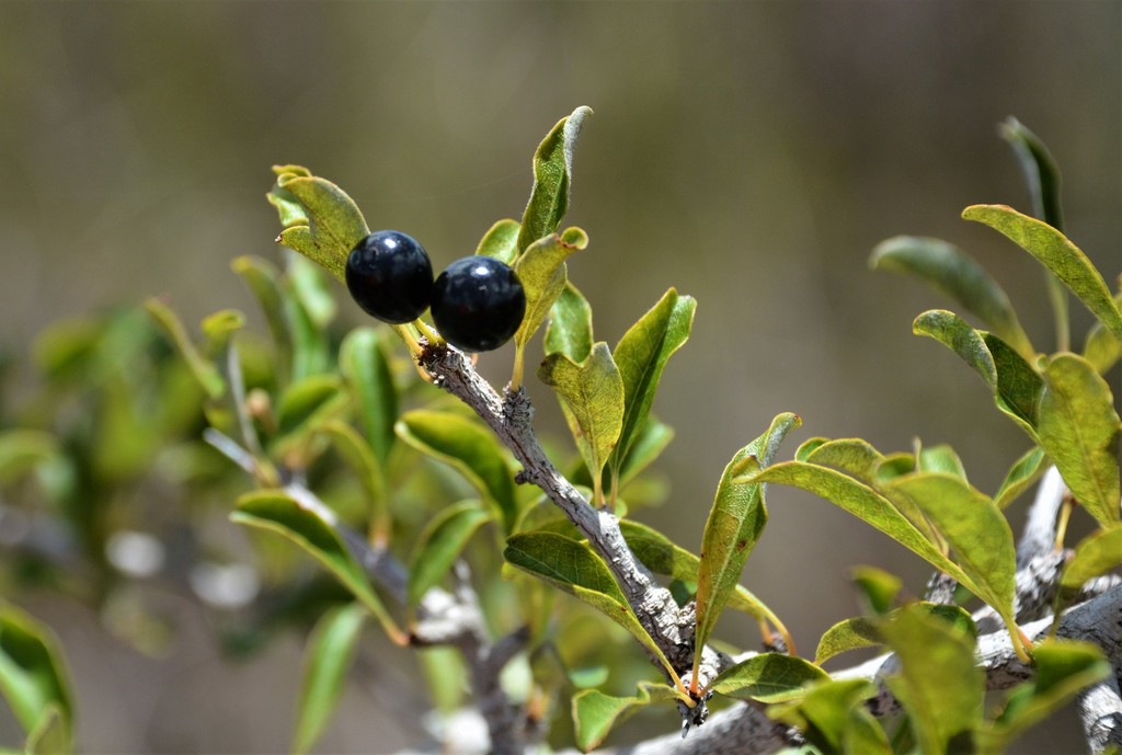 Everglades bully in August 2018 by Pablo L Ruiz · iNaturalist