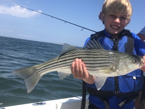 Temperate Basses (Family Moronidae) · iNaturalist Guatemala