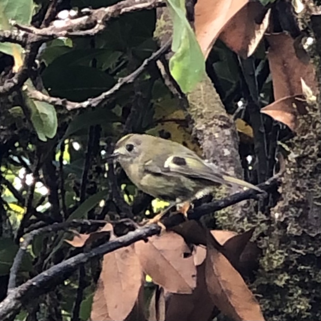 Western Azores Goldcrest from Ilha do Pico, São Roque Do Pico, Açores ...