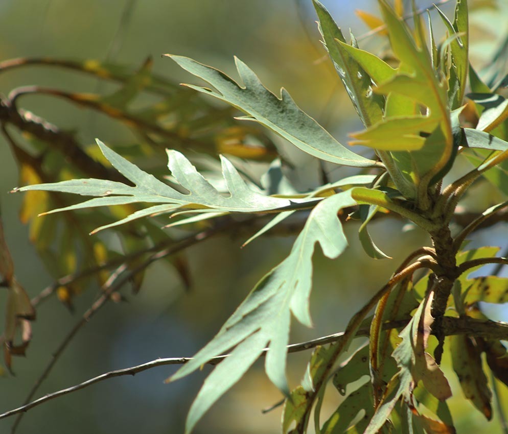 Chicalote de árbol desde Sitio Arqueológico Teopanzolco, Cuernavaca ...