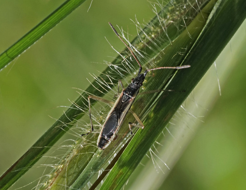 Myrmus lateralis · iNaturalist
