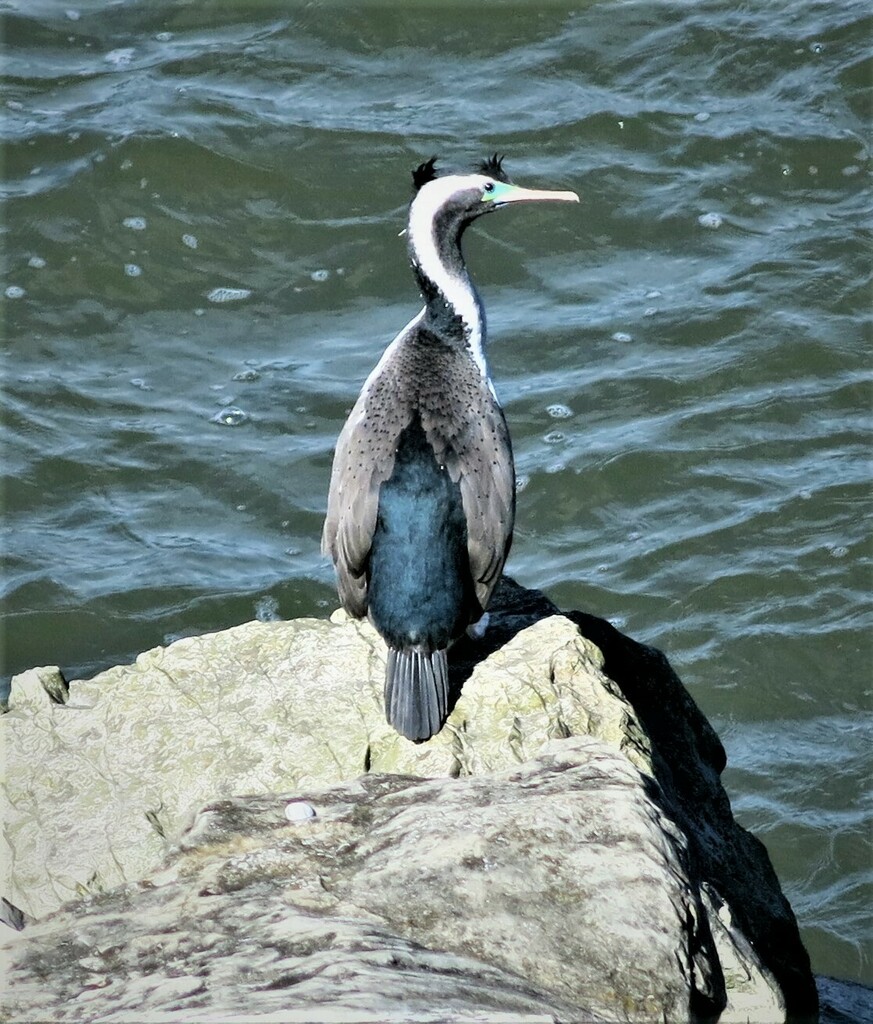 Spotted Shag from Hokitika River mouth. on August 26, 2022 at 12:24 PM ...