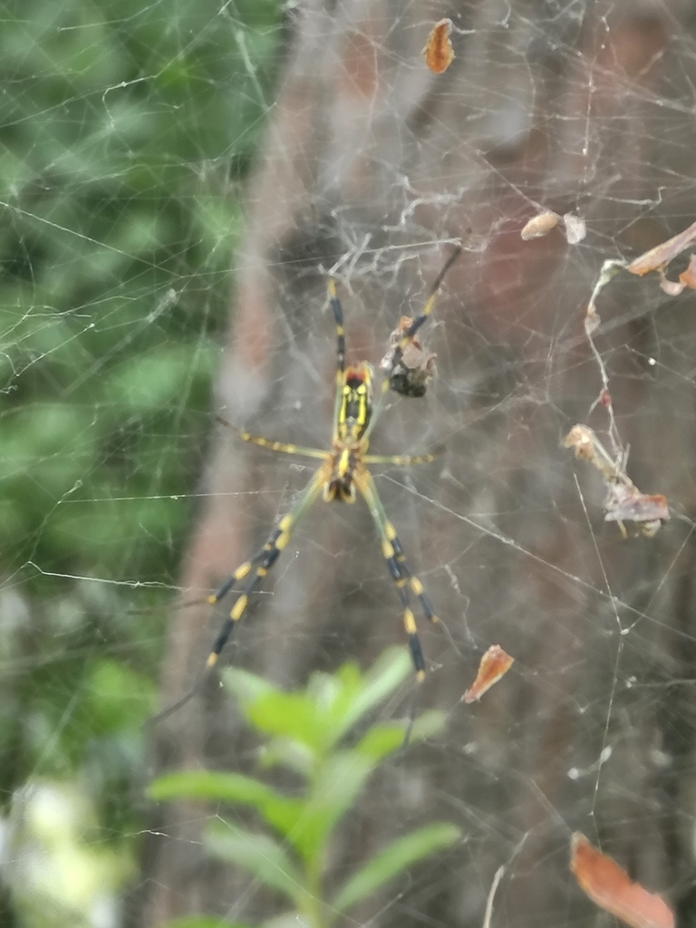 Joro Spider from Songwol-gil, Jongno-gu, Seoul, South Korea on August ...