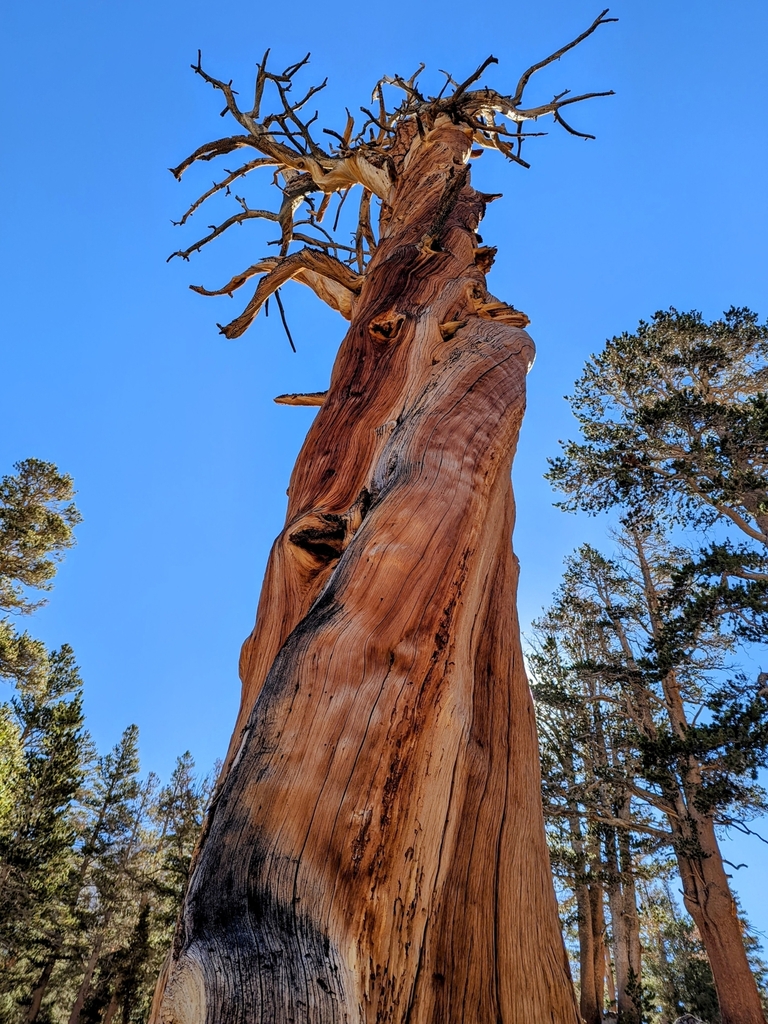 foxtail pine from Fresno County, CA, USA on August 12, 2022 at 09:18 AM ...