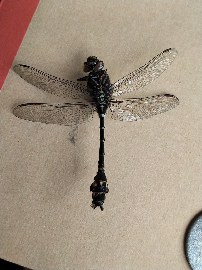 Zebra Clubtail from Lake Placid, NY 12946, USA on August 26, 2022 at 08 ...