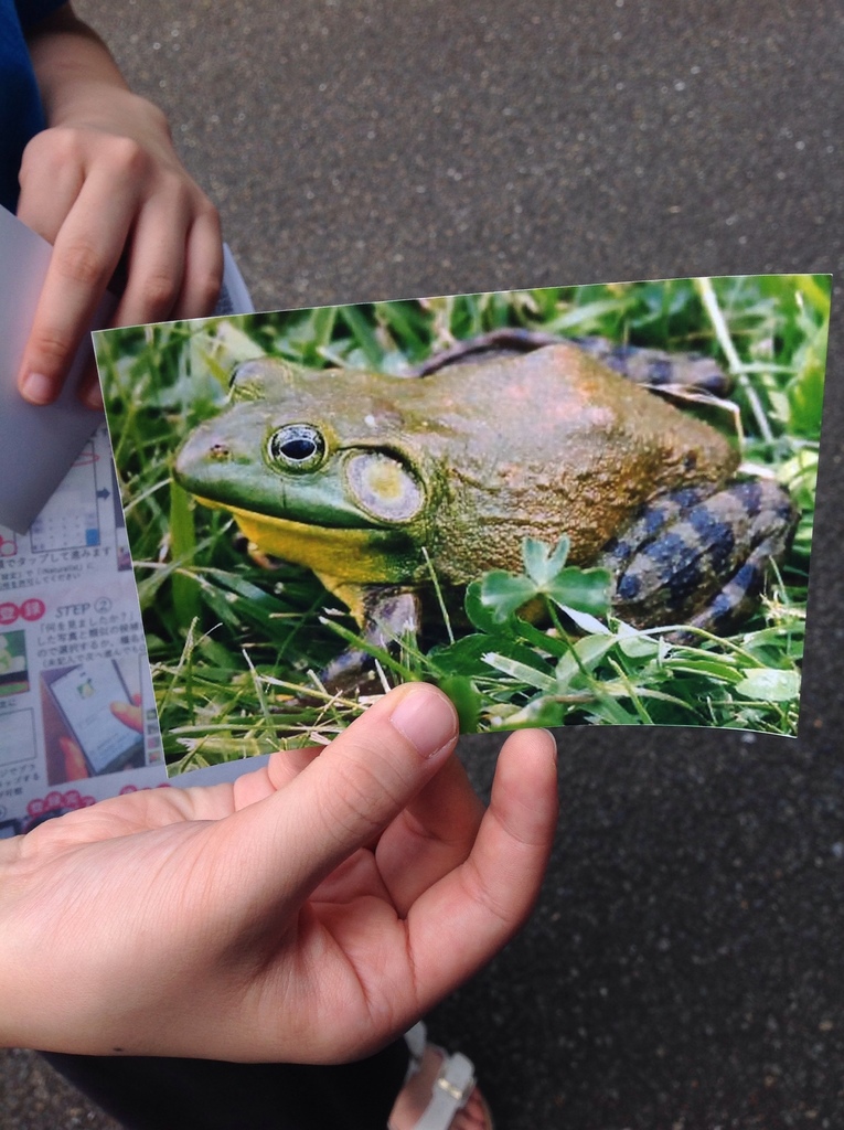 American Bullfrog from 東京都市大学 横浜キャンパス, 横浜市都筑区, 神奈川県, JP on August 4 ...