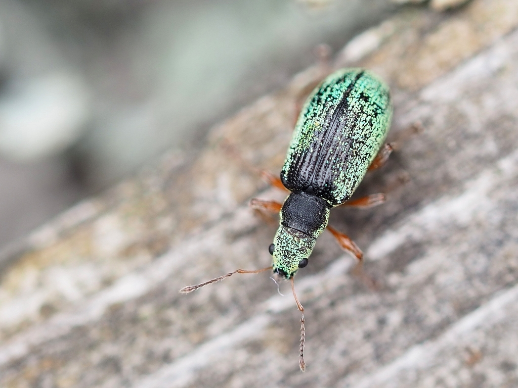 Polydrusus flavipes from 25410 Salo, Suomi on August 26, 2022 at 12:24 ...