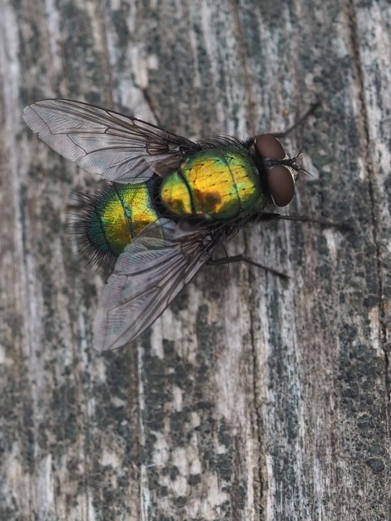 Greenbottle Flies from 25410 Salo, Suomi on August 26, 2022 at 11:41 AM ...
