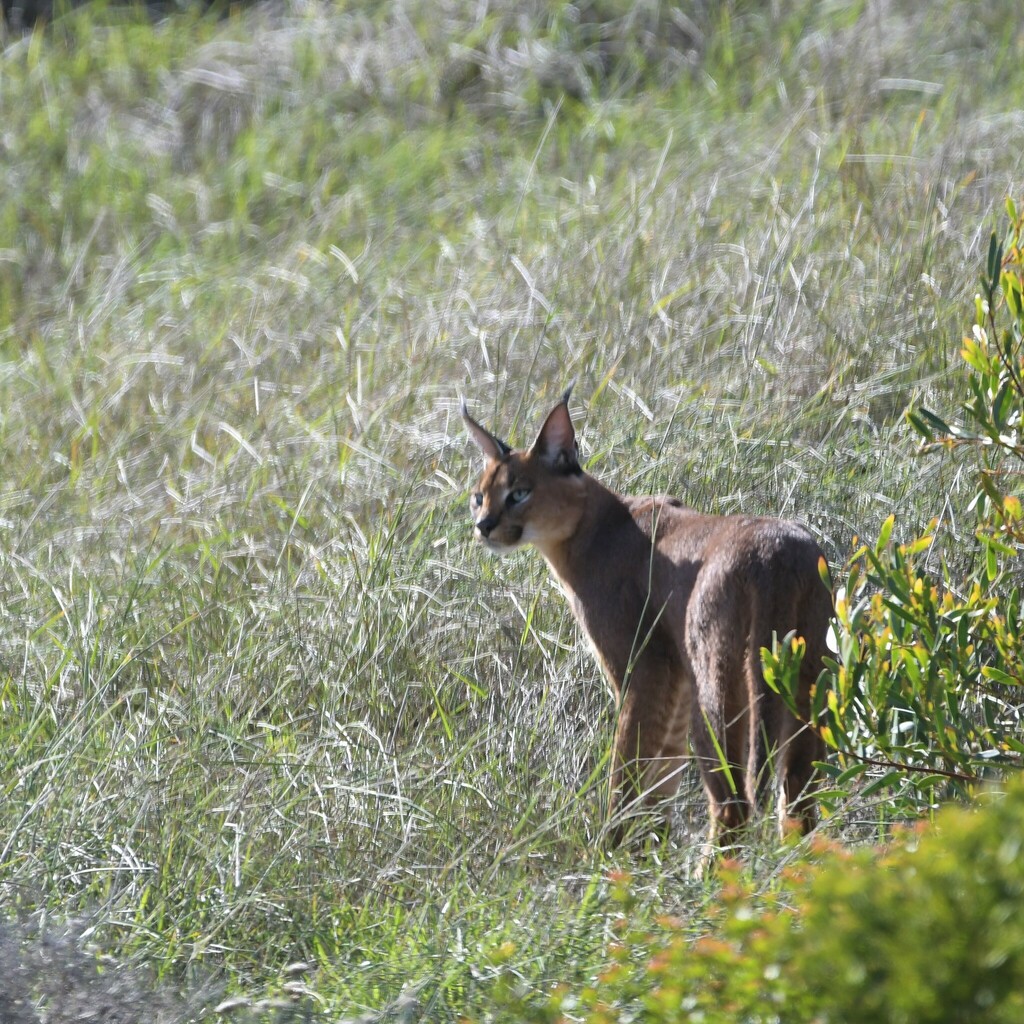 Southern and Eastern African Caracal from West-Kaap, Zuid-Afrika on ...
