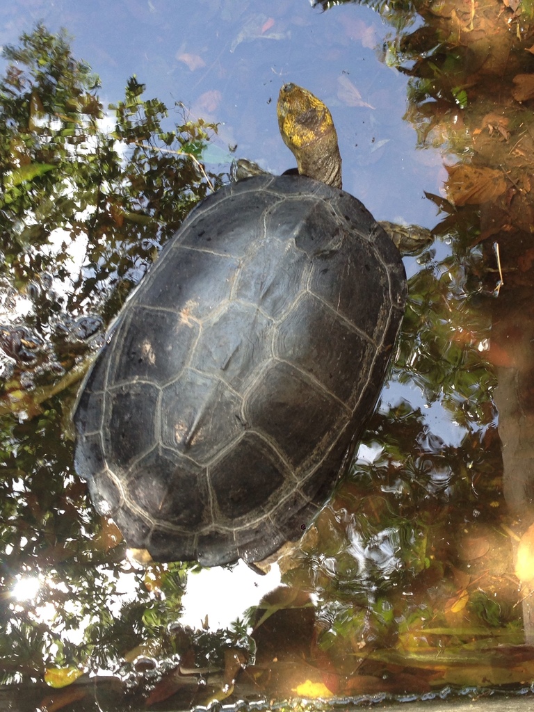Yellow-headed Temple Turtle in August 2018 by sakkaweera · iNaturalist