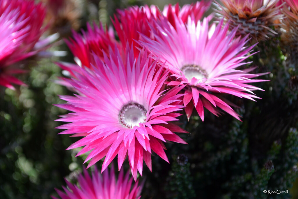 Cape everlasting from Table Mountain National Park, City of Cape Town ...