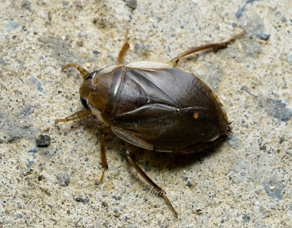 Diplonychus rusticus from 中国江苏省南京市玄武区 on August 26, 2022 at 08:56 PM by ...