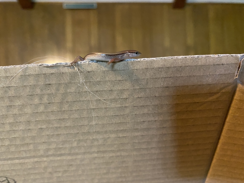 Little Brown Skink from Falcon Dr, Brookshire, TX, US on August 26 ...