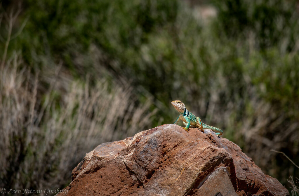 Eastern Collared Lizard in August 2022 by Zeev Nitzan Ginsburg ...