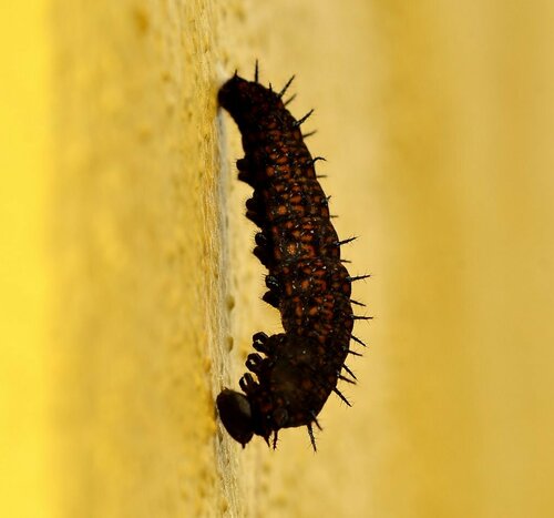 Observations by juancarlosgarciamorales1 · iNaturalist