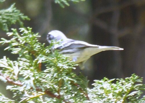 Observations by juancarlosgarciamorales1 · iNaturalist