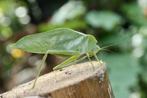 Steirodon dohrni · iNaturalist