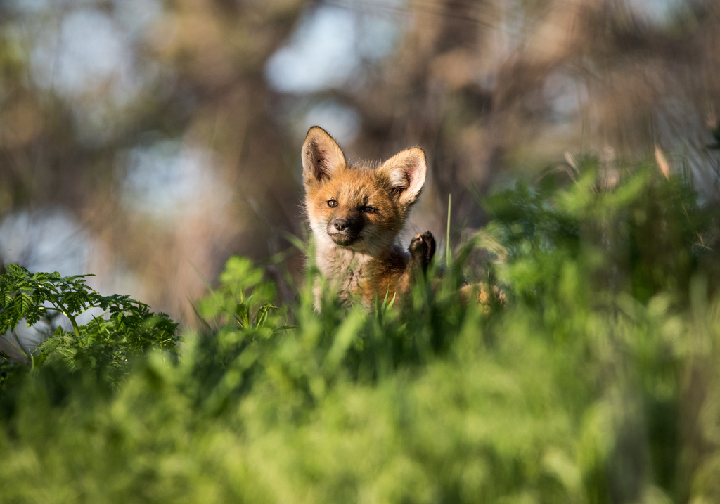 Eastern American Red Fox from Lincoln Ne on April 29, 2015 by Erik ...
