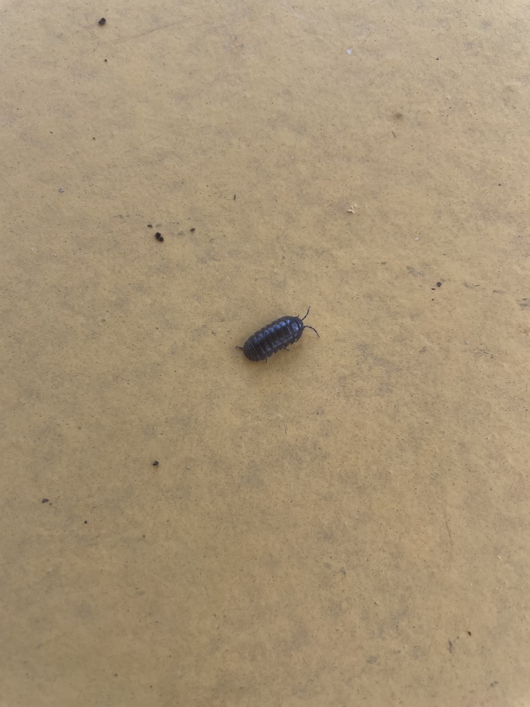 Common Pill Woodlouse from UC Riverside, Riverside, CA, US on August 09 ...