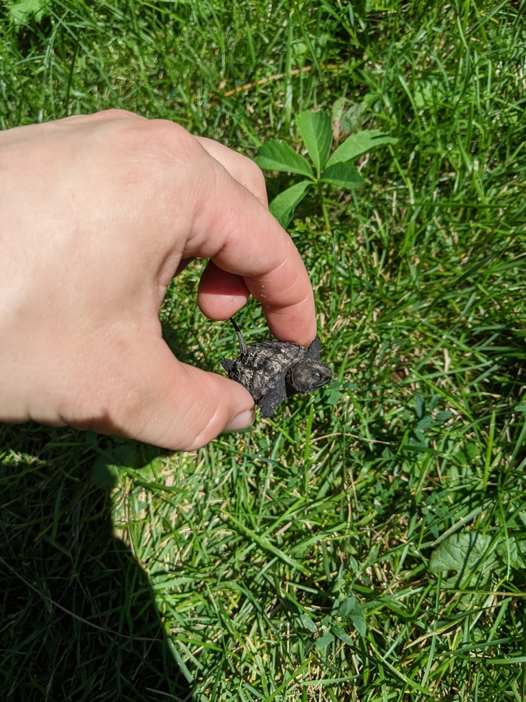 Common Snapping Turtle from Cannon Park, Milwaukee, WI, USA on August ...