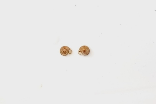 Dicharax japonicus · iNaturalist