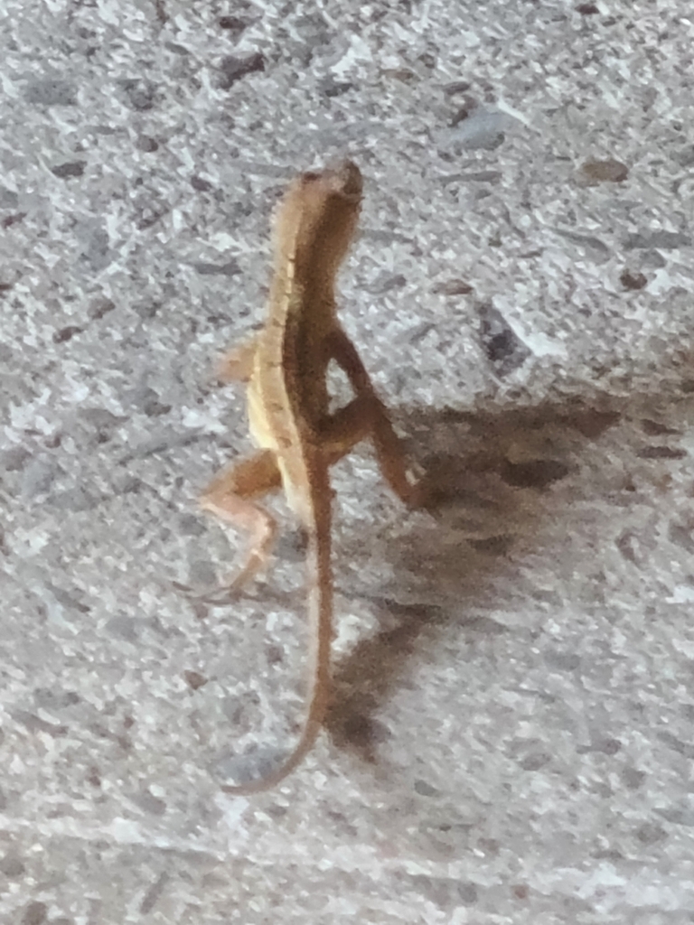 Brown Anole from Lowe's Home Improvement on August 26, 2022 at 04:01 PM ...