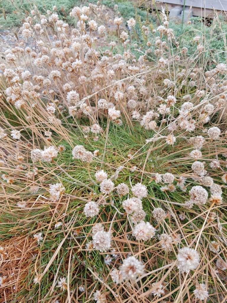 Sea Thrift from 2669 W Beach Rd, Oak Harbor, WA 98277, USA on August 3 ...