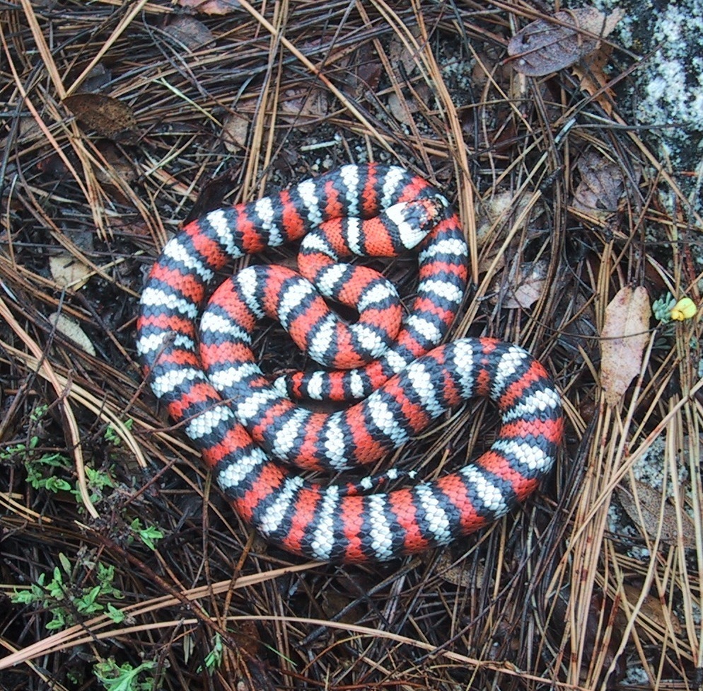 Coast Mountain Kingsnake in April 2005 by Brian Hinds · iNaturalist