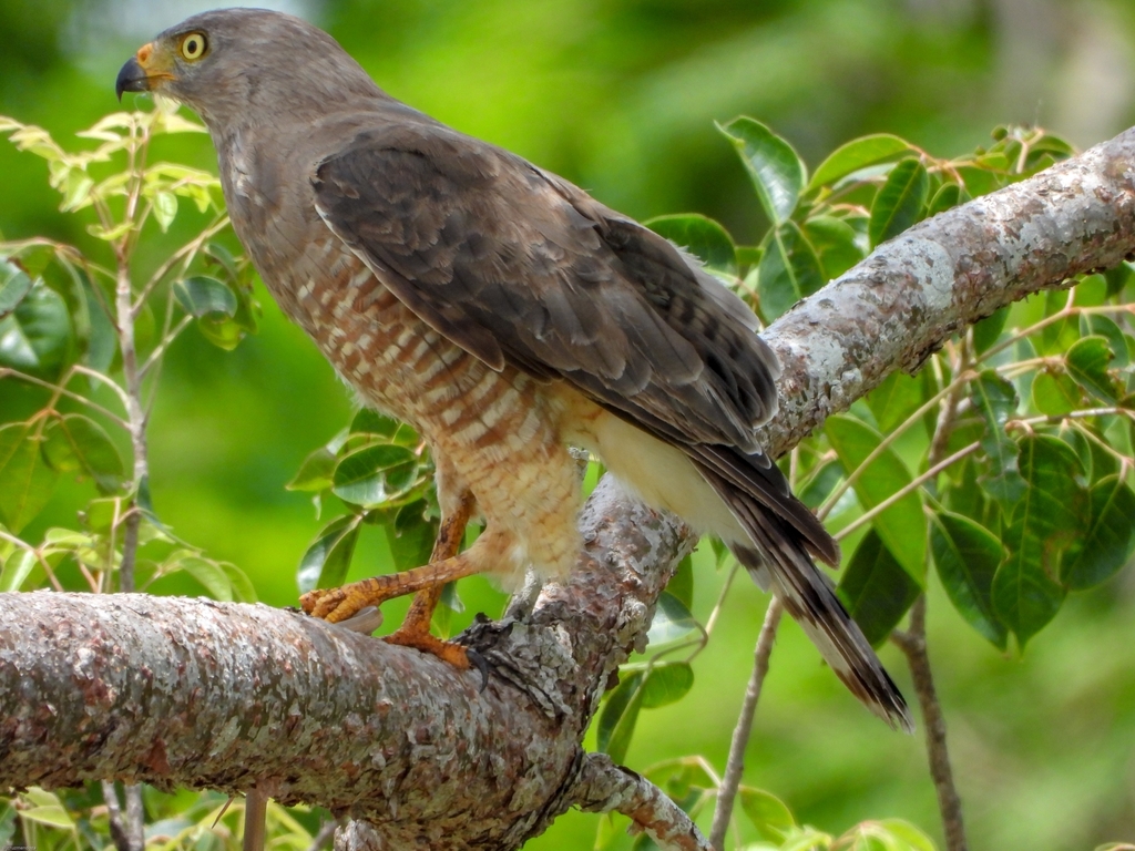 Roadside Hawk from Residencial Puerta de Piedra on August 25, 2022 at ...