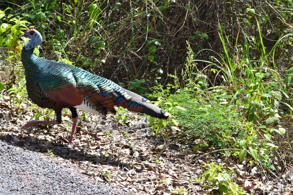 Ocellated Turkey from Calakmul on March 27, 2022 at 11:16 AM by Daniela ...