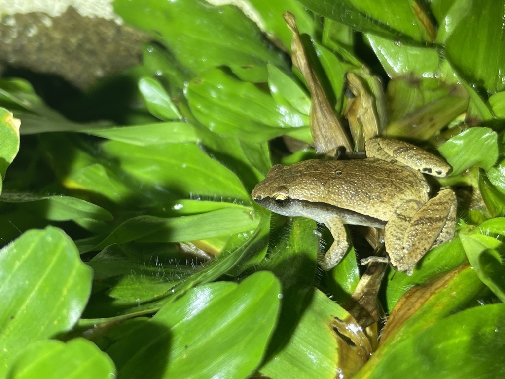 Dark-sided Chorus Frog from Riverside Serviced Apartments, Ho Chi Minh ...