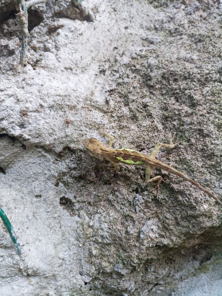 Diploderma polygonatum xanthostomum in August 2022 by waynehung ...