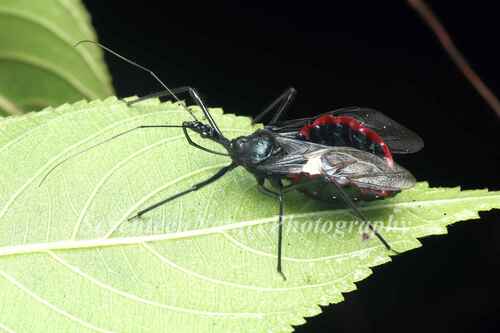 Sycanus marginatus · iNaturalist