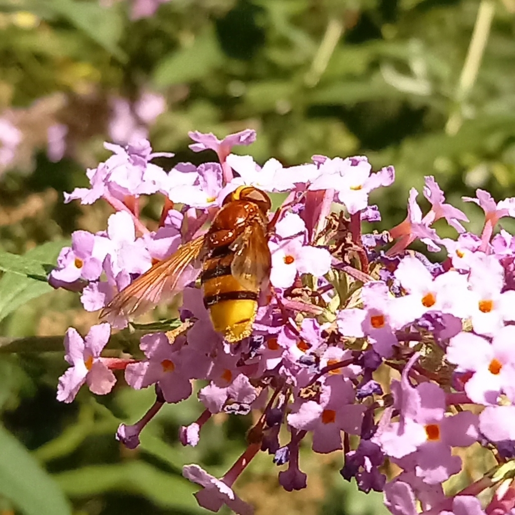 Hornet Mimic Hover Fly from 12039 Verzuolo CN, Italia on August 27 ...