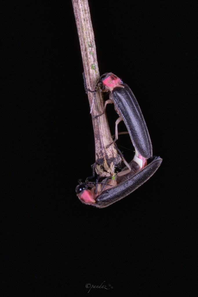 Pygoluciola qingyu in August 2022 by Niao Pan · iNaturalist