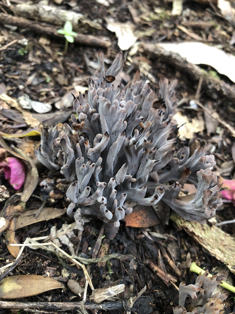 Clavulina in August 2022 by Virginia Moreno · iNaturalist