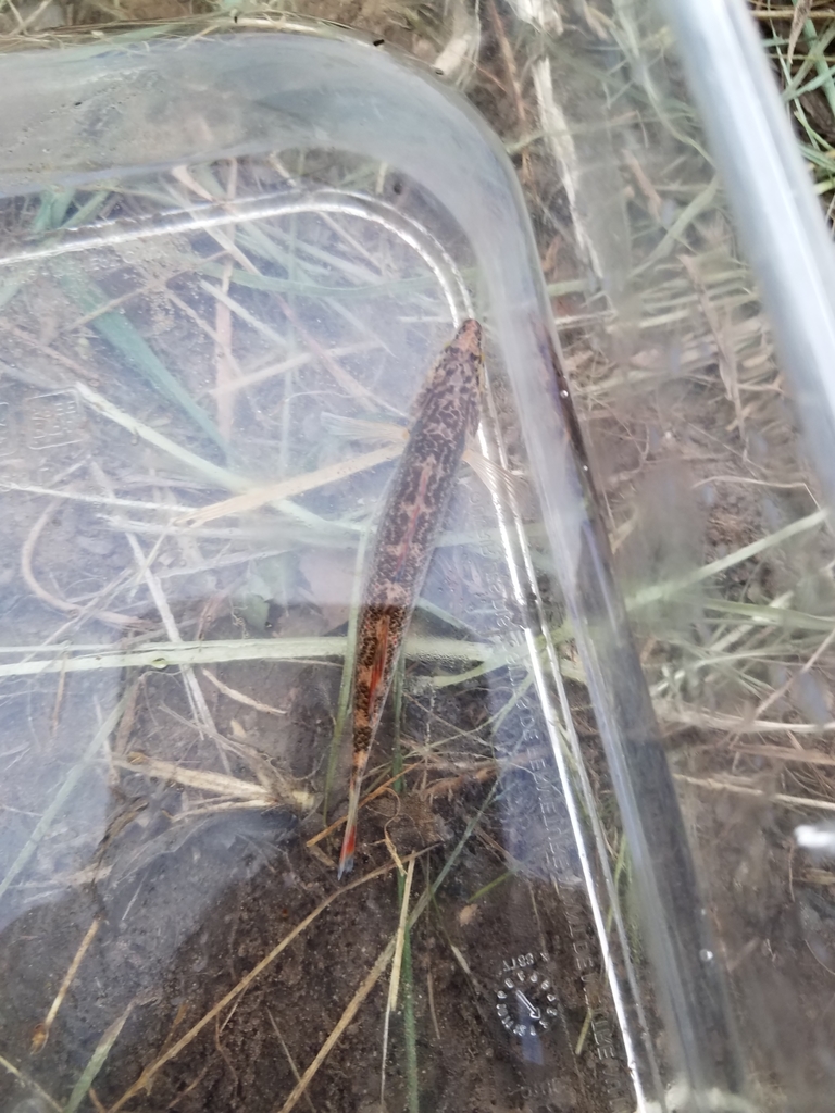 Redspot darter from 13652 Remlap Dr, Remlap, AL 35133, USA on August 03 ...