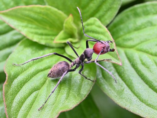 Subspecies Camponotus singularis singularis · iNaturalist