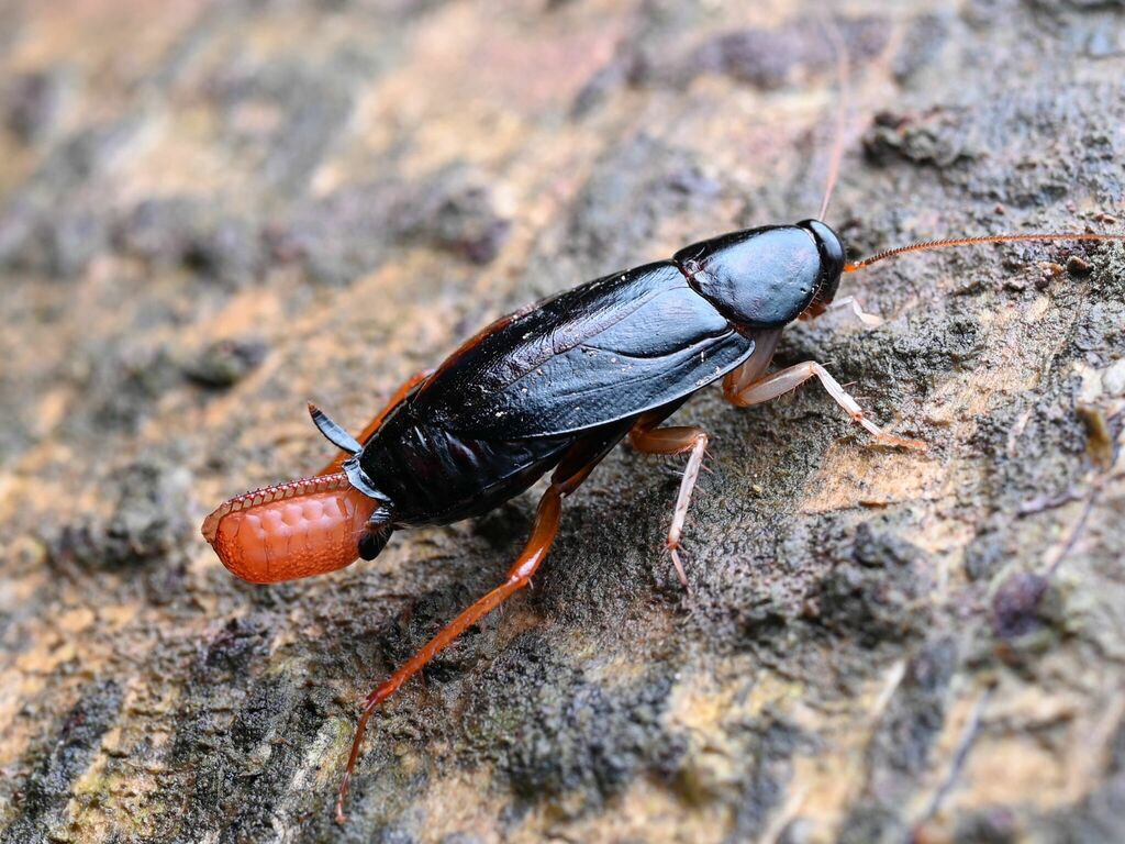 Hebardina concinna from 中国云南省西双版纳傣族自治州勐腊县 on August 27, 2022 at 09:30 ...