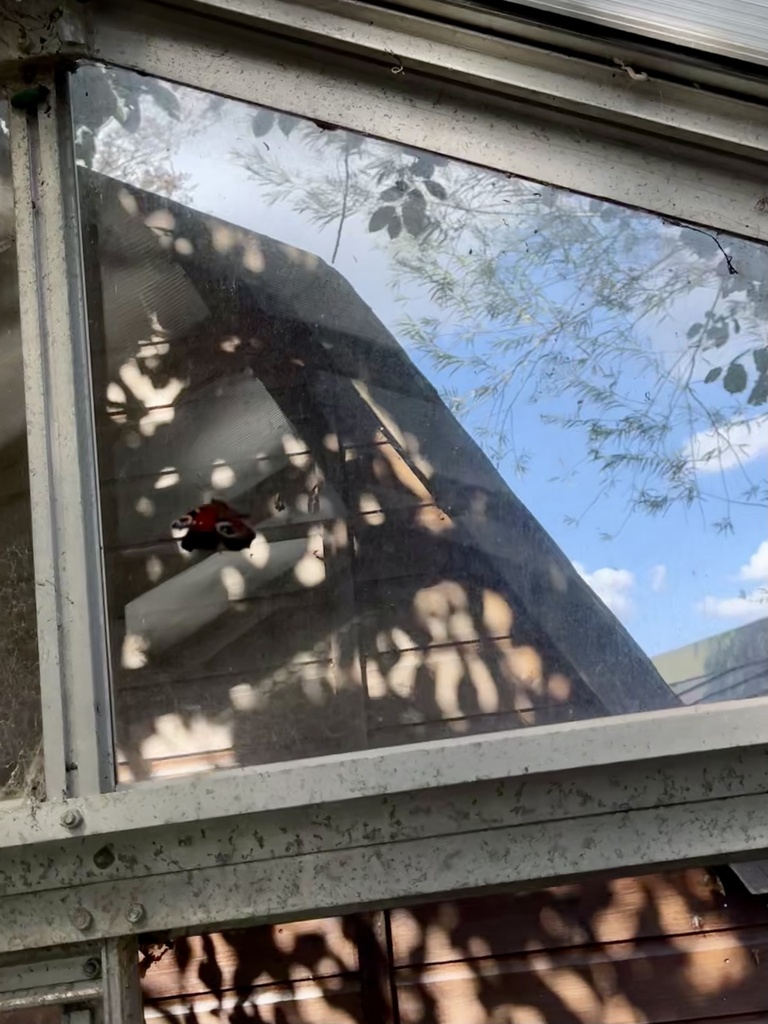 European Peacock Butterfly from Paradise Wildlife Park, Broxbourne ...