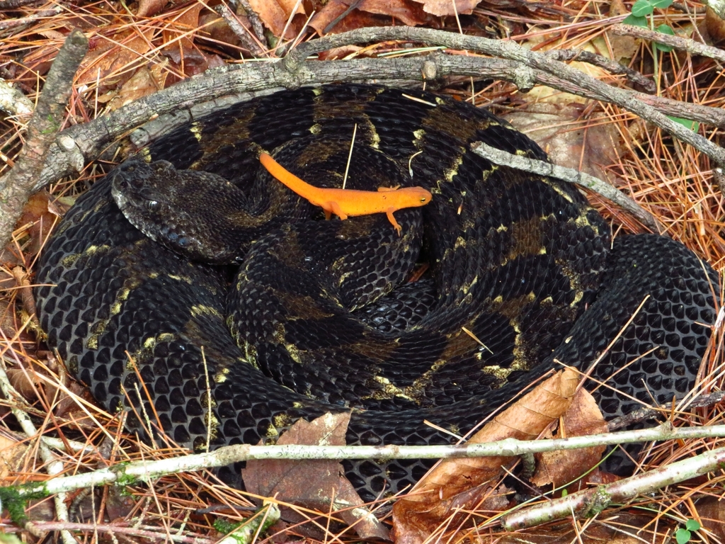Timber Rattlesnake in August 2022 by Patrick Tierney · iNaturalist