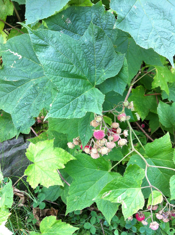 purple-flowered raspberry from 3025 Rue Saint-Laurent, Lévis, QC, CA on ...