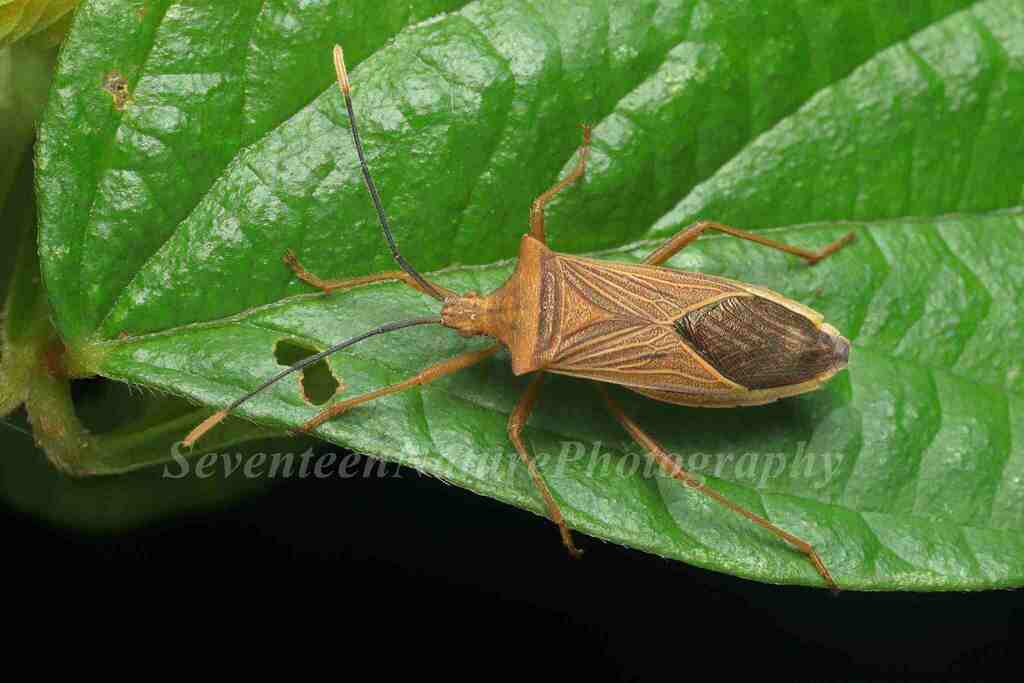 Homoeocerus cletoformis from 中国云南省西双版纳傣族自治州景洪市 on August 15, 2022 at 12 ...