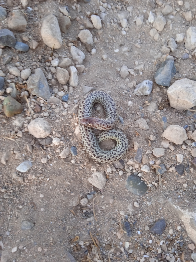 Checkerboard Worm Lizard in June 2022 by Orapaz · iNaturalist